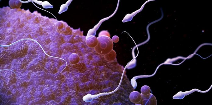 Pays-Bas : l'ex-directeur d'une banque de sperme a 49 enfants ...